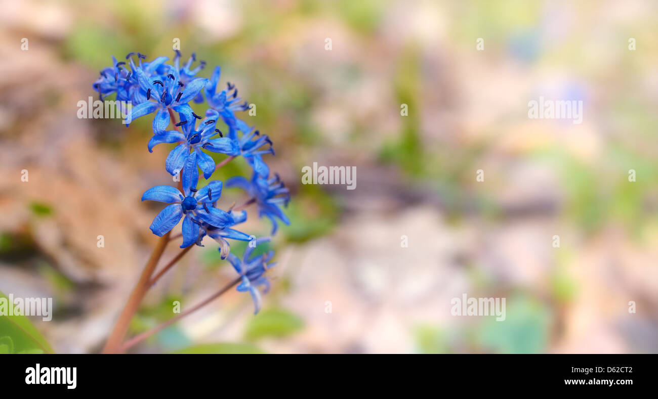 Alpine squill in the forest during spring season Stock Photo - Alamy