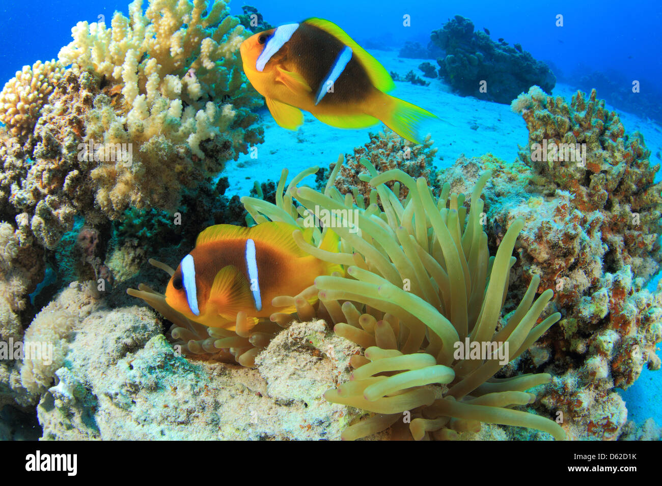 Marine Life in the Red Sea Stock Photo - Alamy