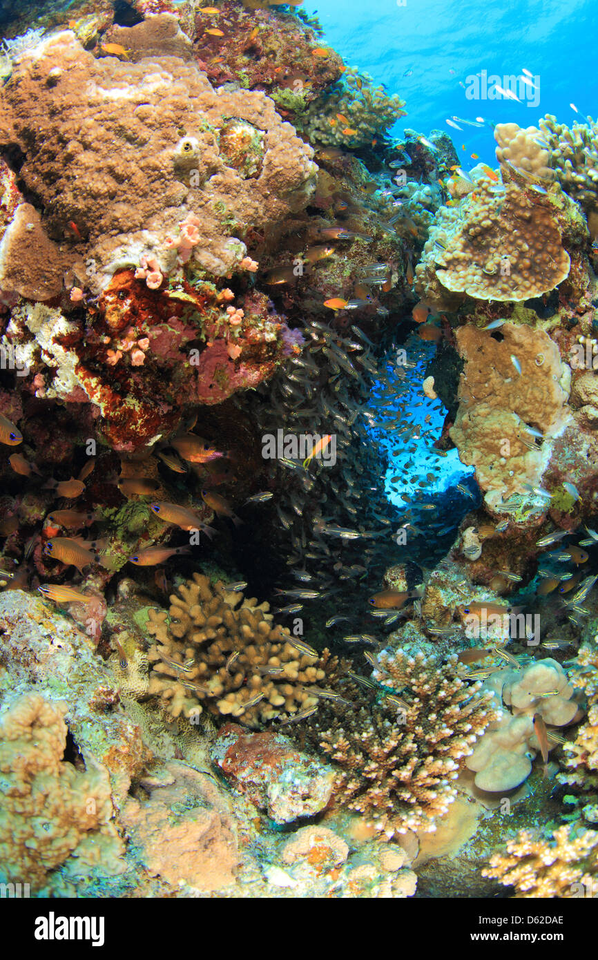 Marine Life in the Red Sea Stock Photo - Alamy