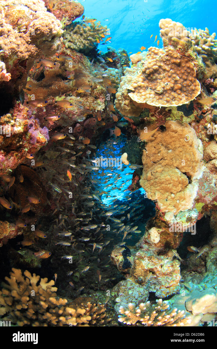 Marine Life in the Red Sea Stock Photo - Alamy
