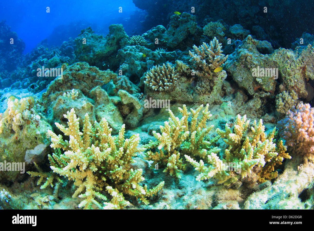 Marine Life in the Red Sea Stock Photo - Alamy