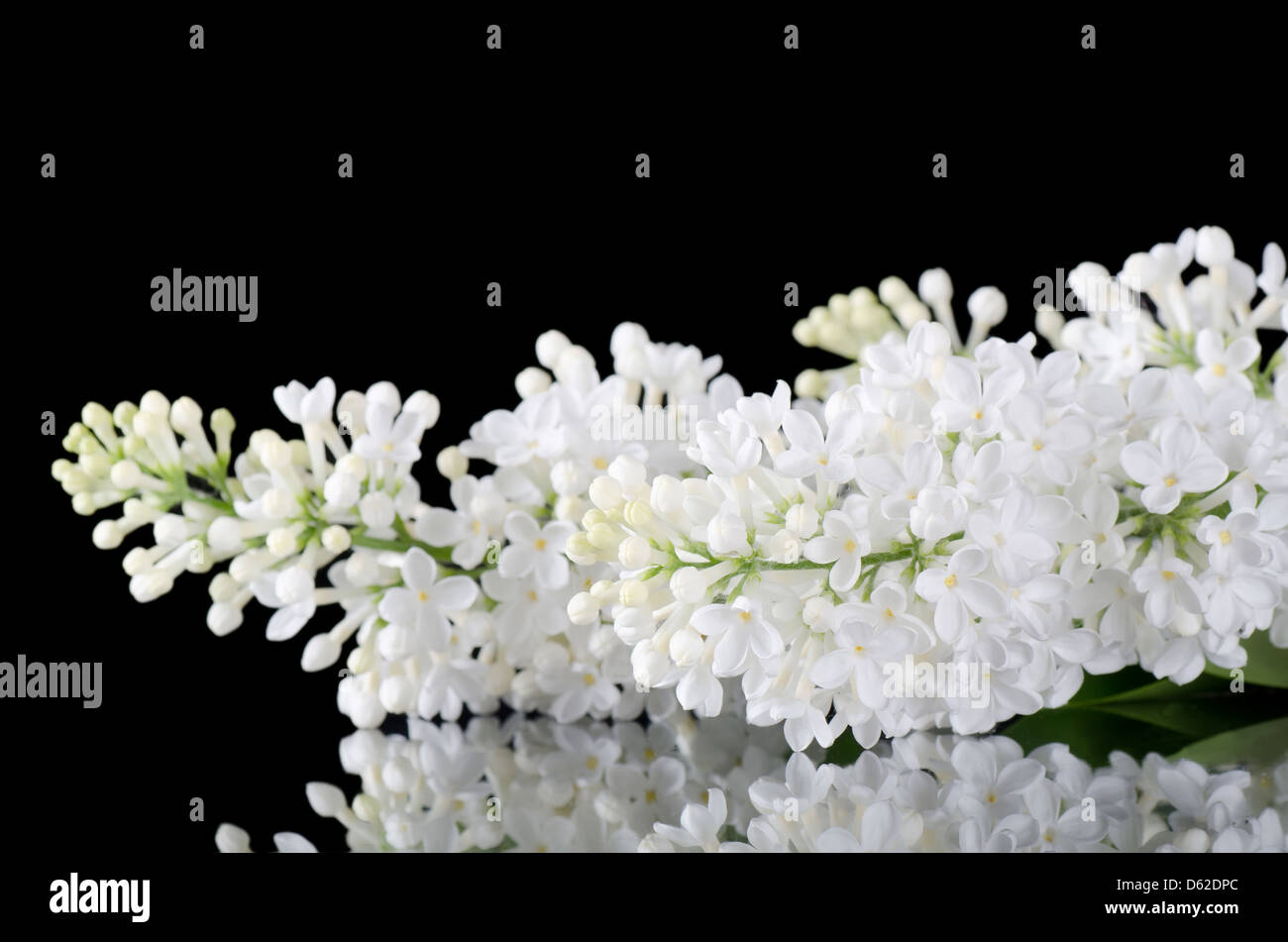 The beautiful lilac on black background Stock Photo - Alamy