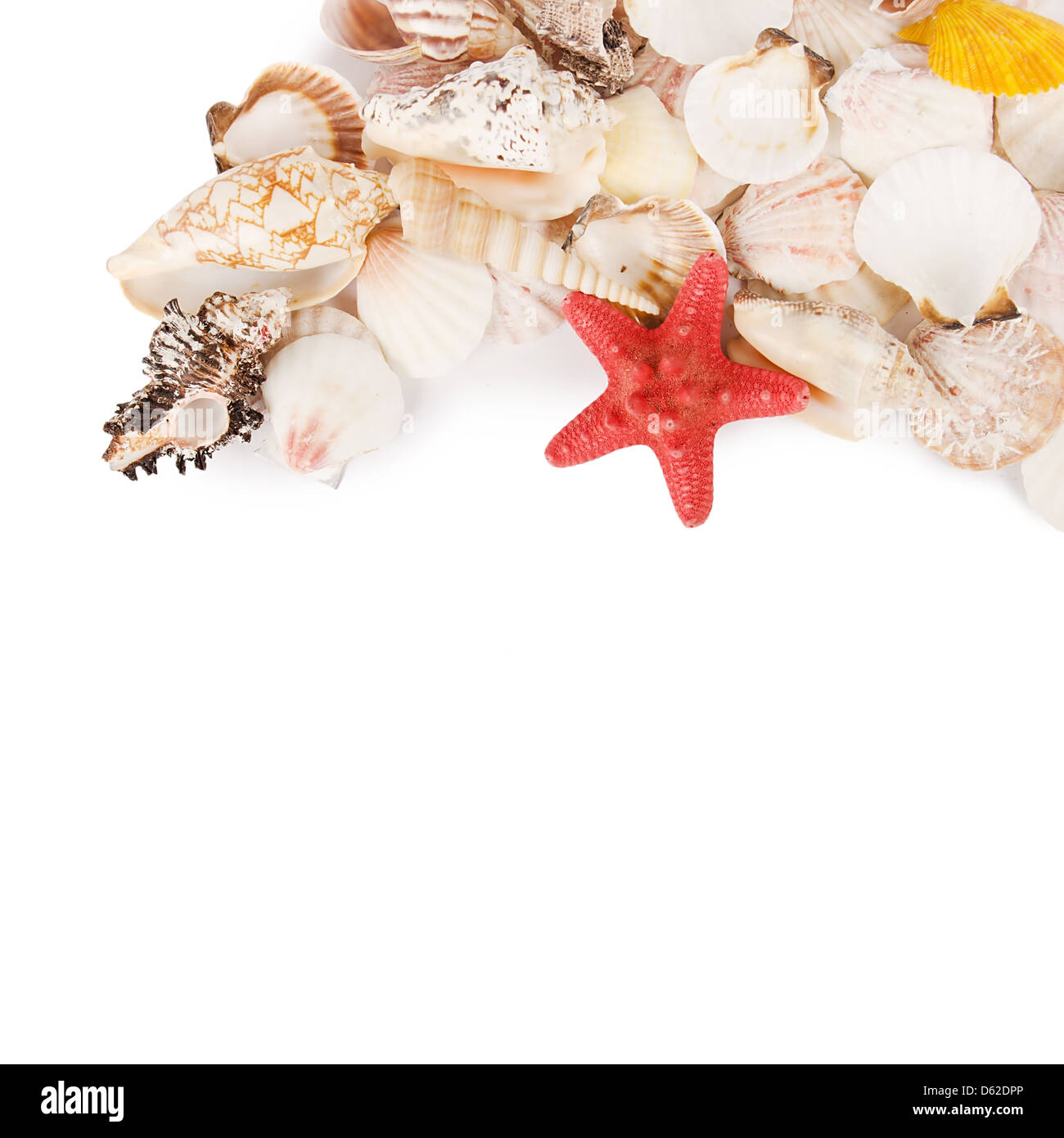 Sea shell isolated on a white Stock Photo - Alamy