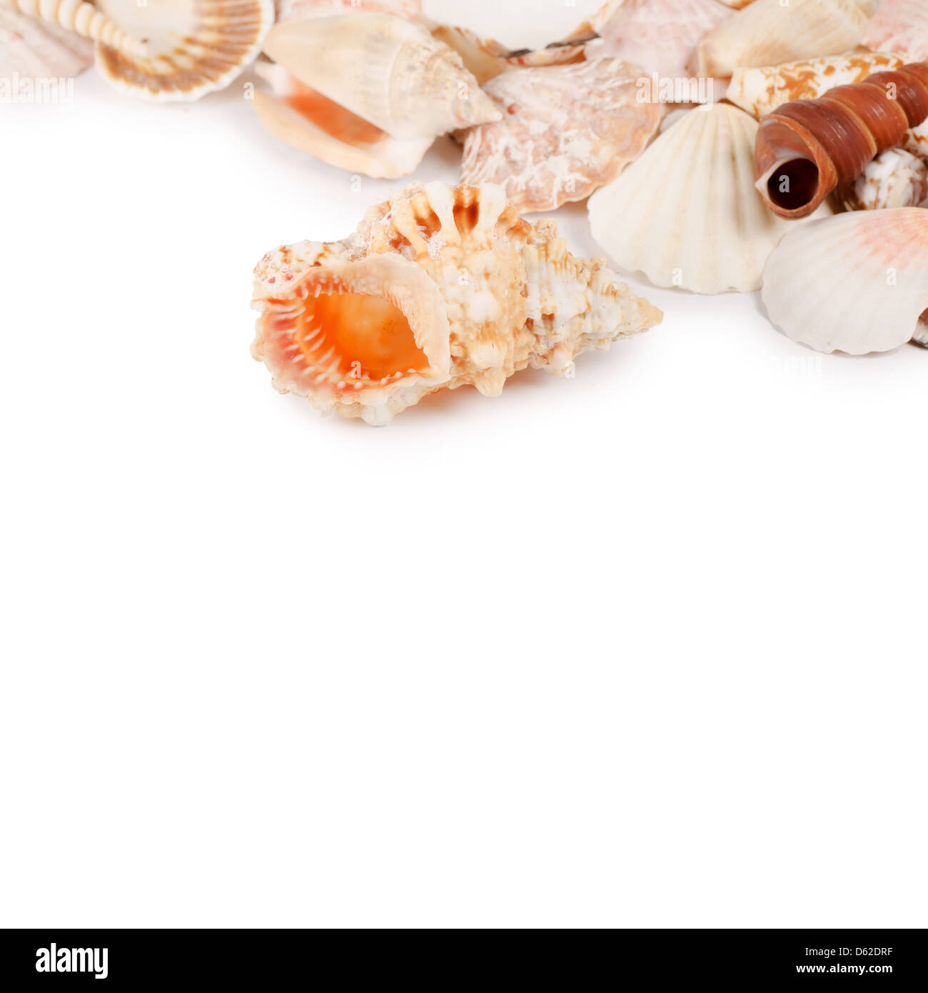 Texture white beautiful seashell Cut Out Stock Images & Pictures - Alamy
