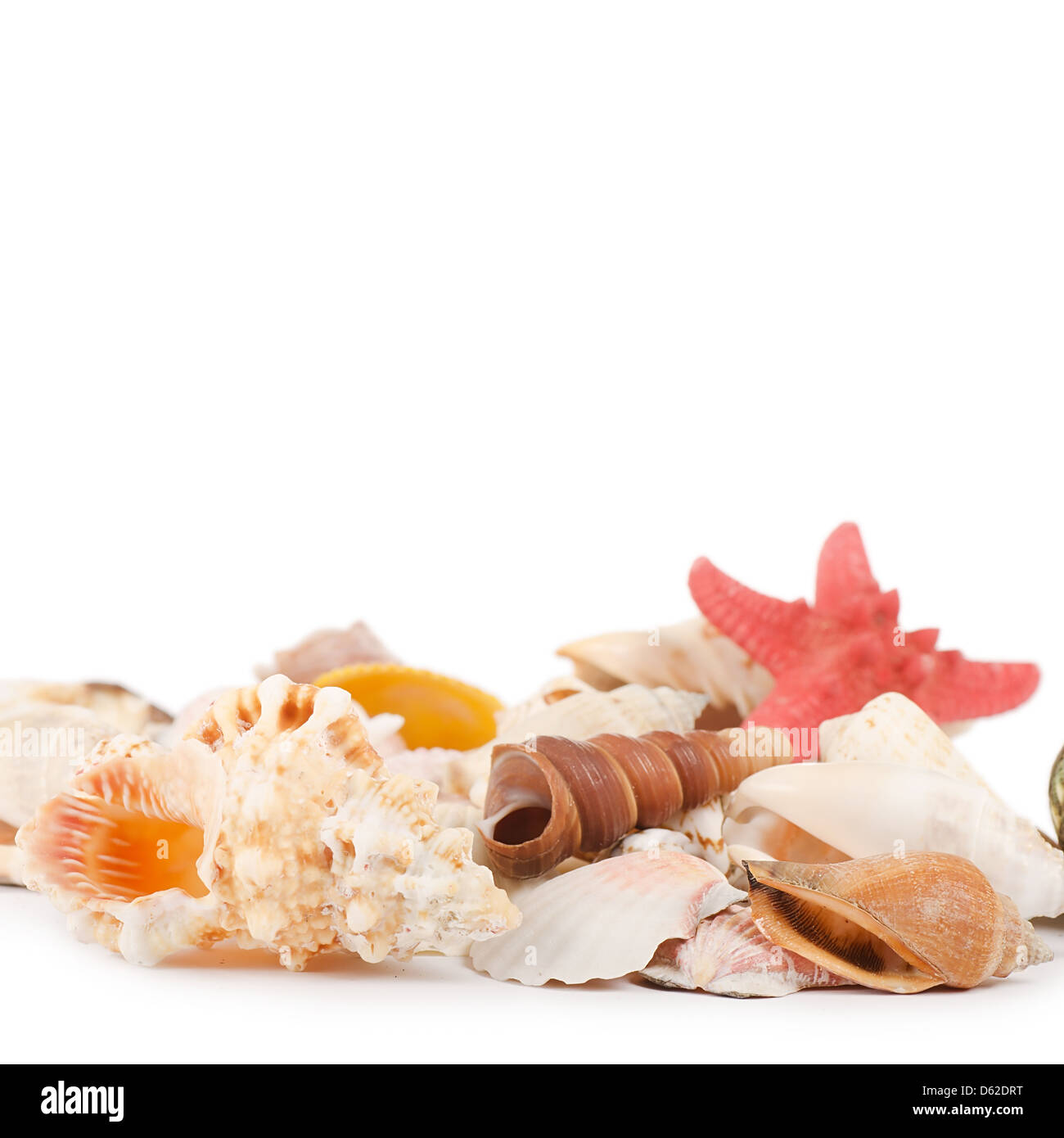 Seashell border sea shell Cut Out Stock Images & Pictures - Alamy