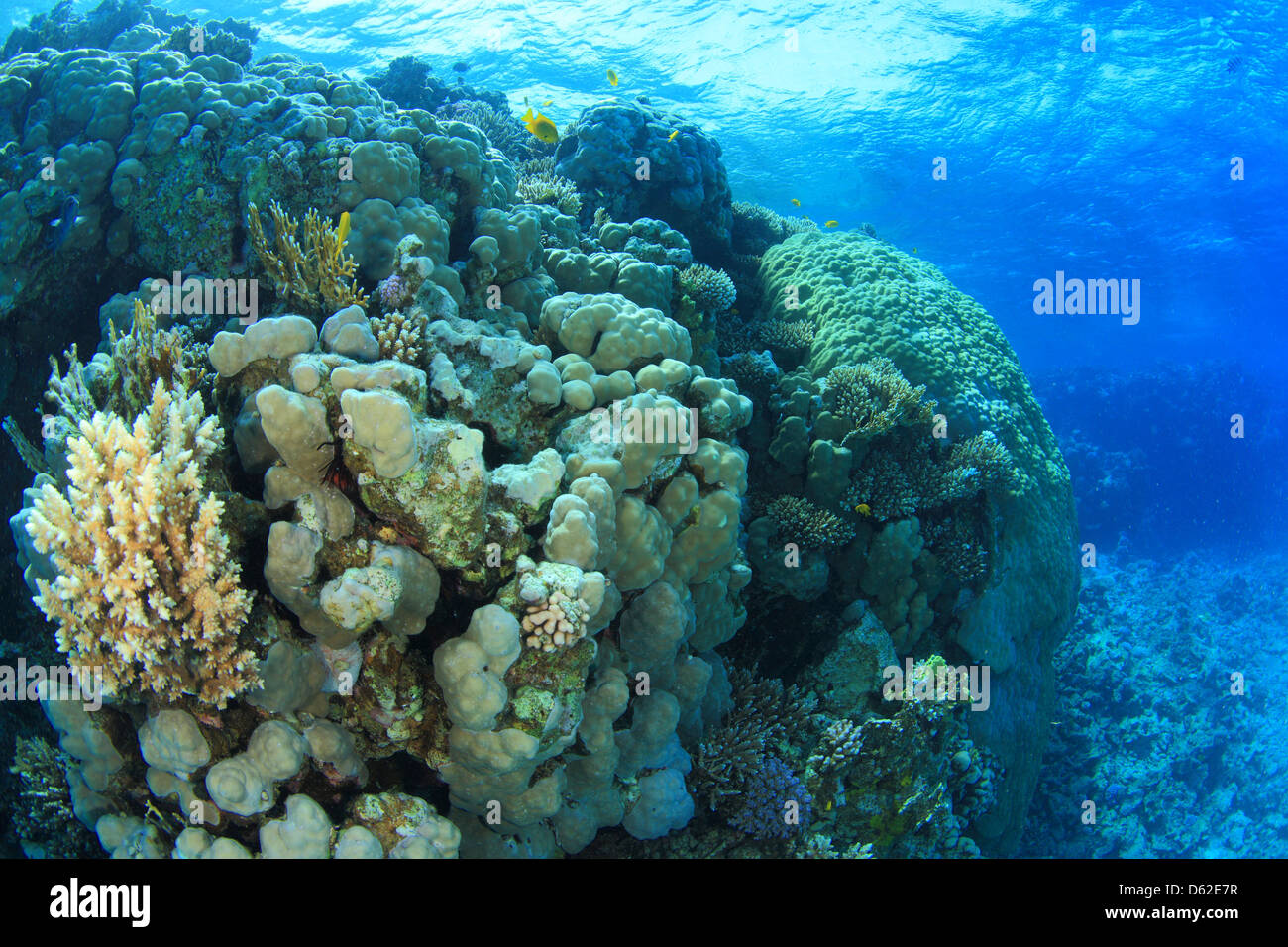 Marine Life in the Red Sea Stock Photo - Alamy