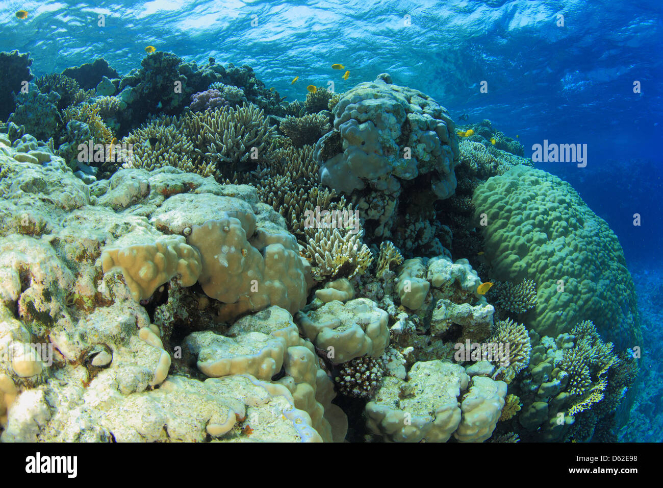 Marine Life in the Red Sea Stock Photo - Alamy