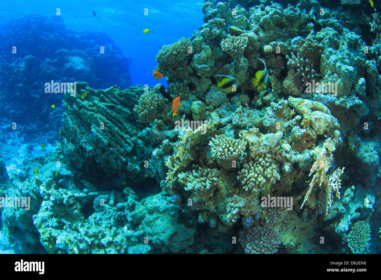 Marine Life in the Red Sea Stock Photo - Alamy