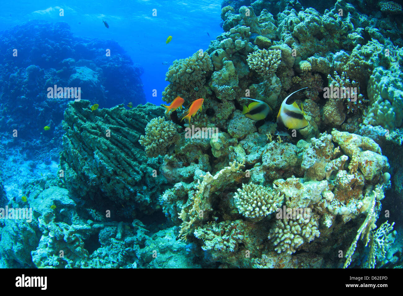 Marine Life in the Red Sea Stock Photo - Alamy