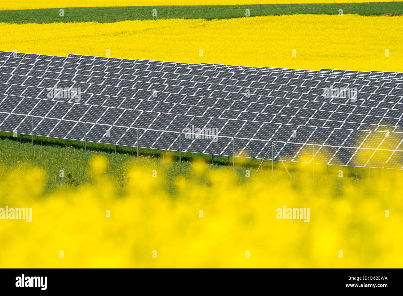 Solar cells stand amid rape fields in Grampersdorf near Beilngries ...