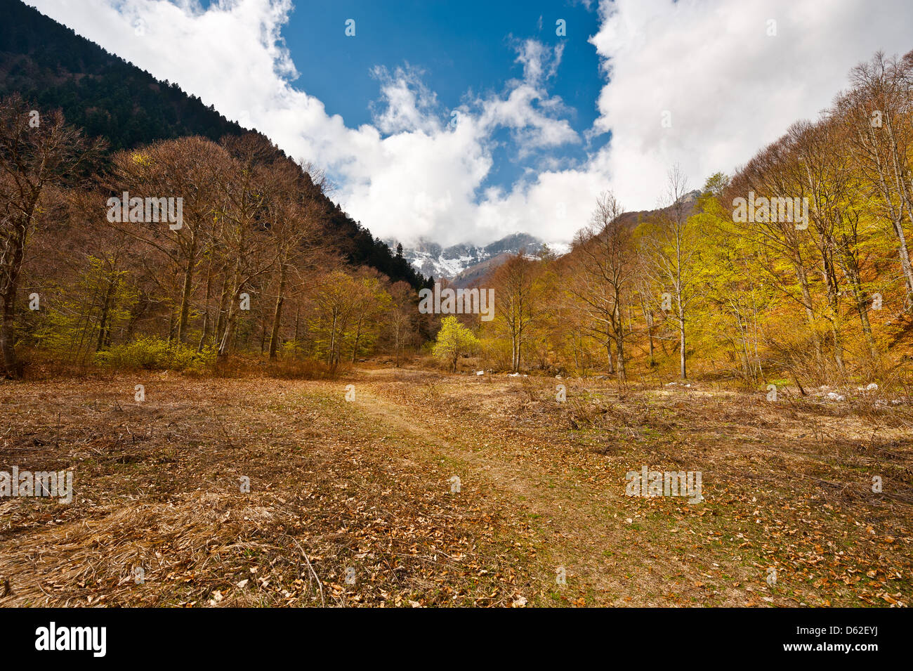 Sky plant shingle nature reserve hi-res stock photography and images ...
