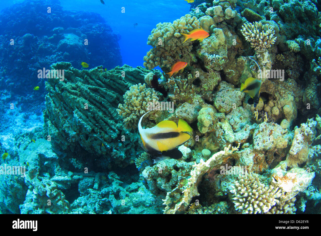 Marine Life in the Red Sea Stock Photo - Alamy