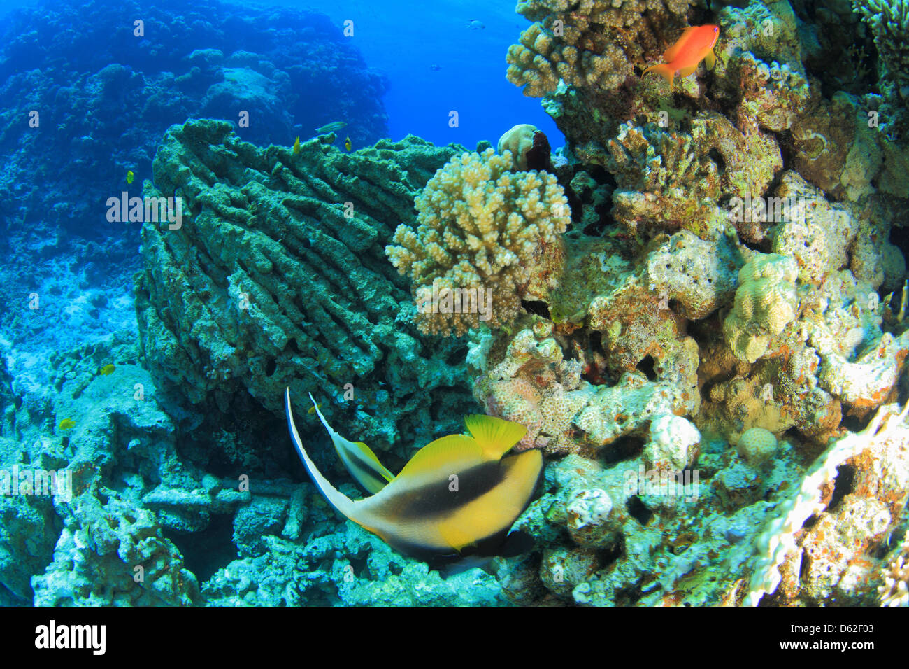 Marine Life in the Red Sea Stock Photo - Alamy