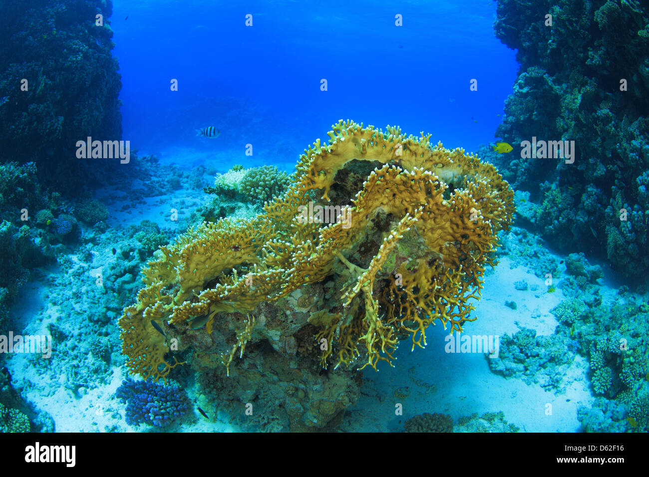 Marine Life in the Red Sea Stock Photo - Alamy
