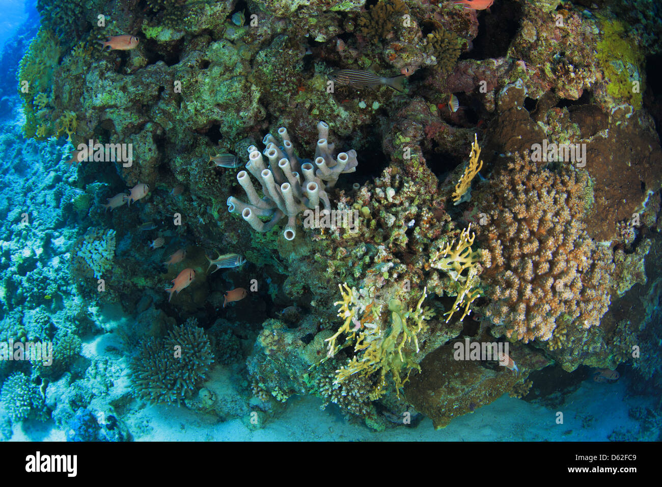 Marine Life in the Red Sea Stock Photo - Alamy