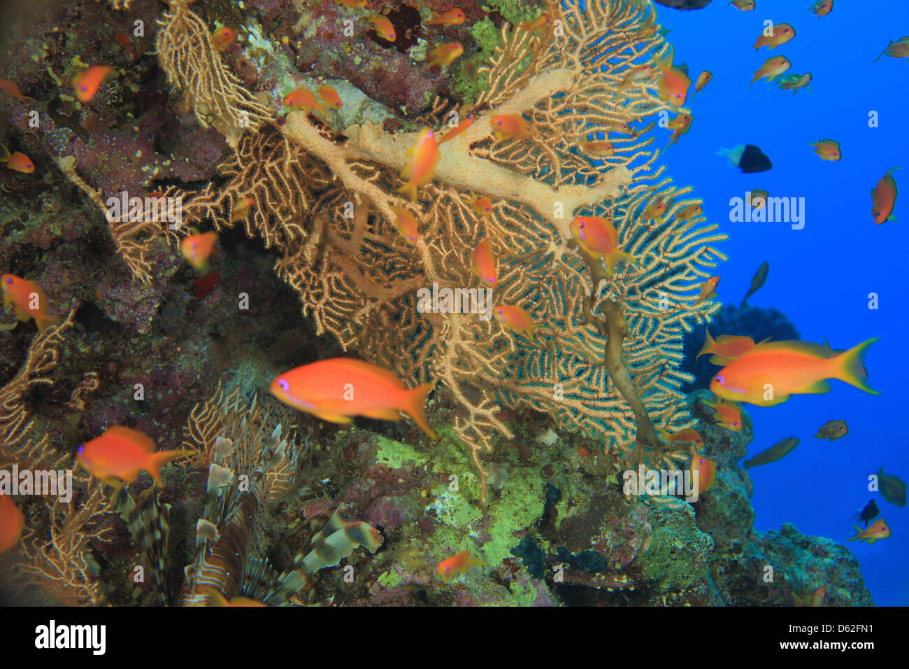 Marine Life in the Red Sea Stock Photo - Alamy