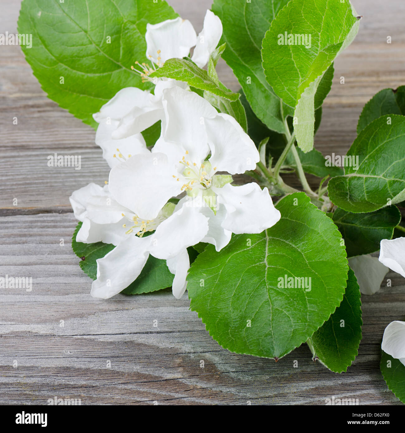 Branch of an apple-tree Stock Photo - Alamy