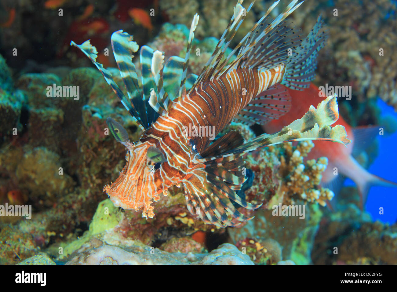Marine Life in the Red Sea Stock Photo - Alamy