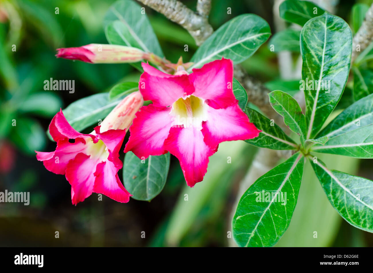Impala lily hi-res stock photography and images - Alamy