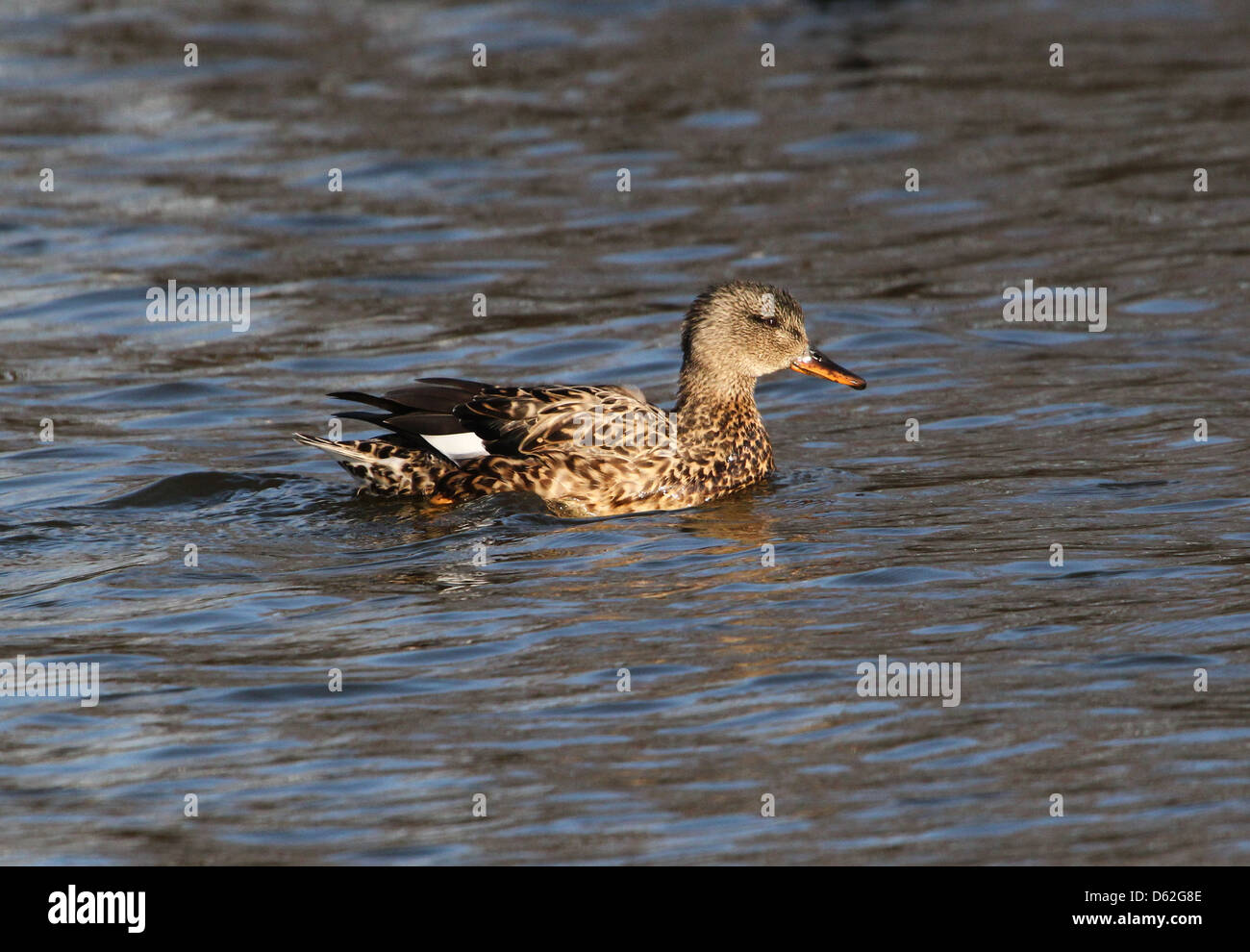 Female gadwall (Anas strepera) swimming in a lake Stock Photo - Alamy