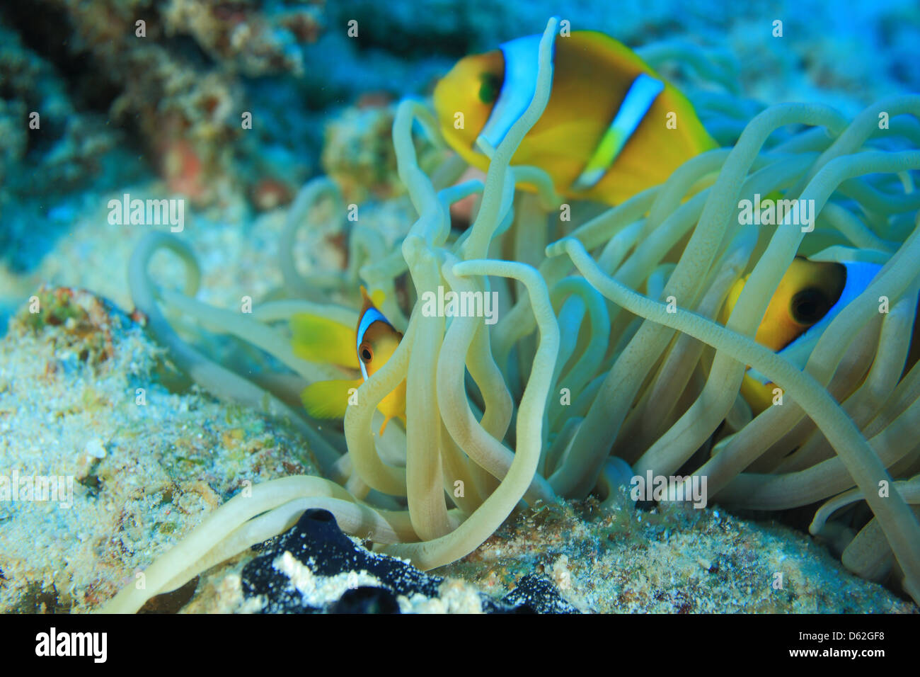 Marine Life in the Red Sea Stock Photo - Alamy