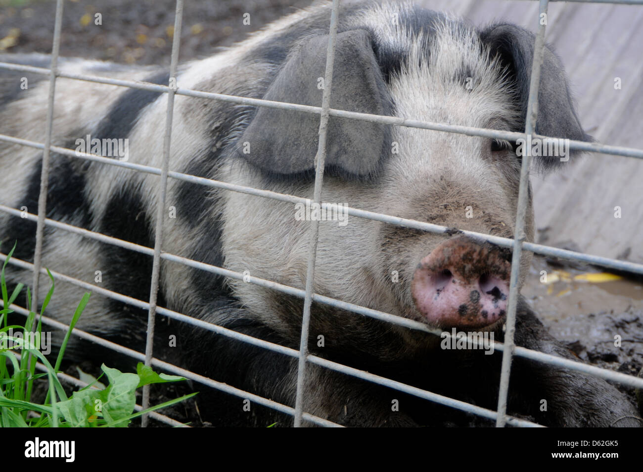 Heritage breed pig in the pen in Upstate New York Stock Photo - Alamy