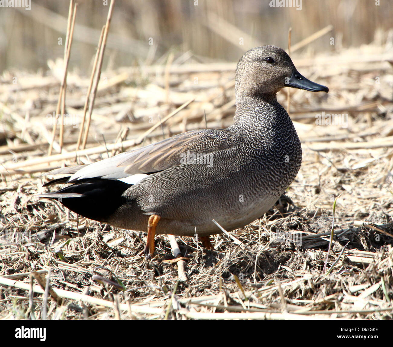 Detailed portrait of a male gadwall (Anas strepera) posing on land ...