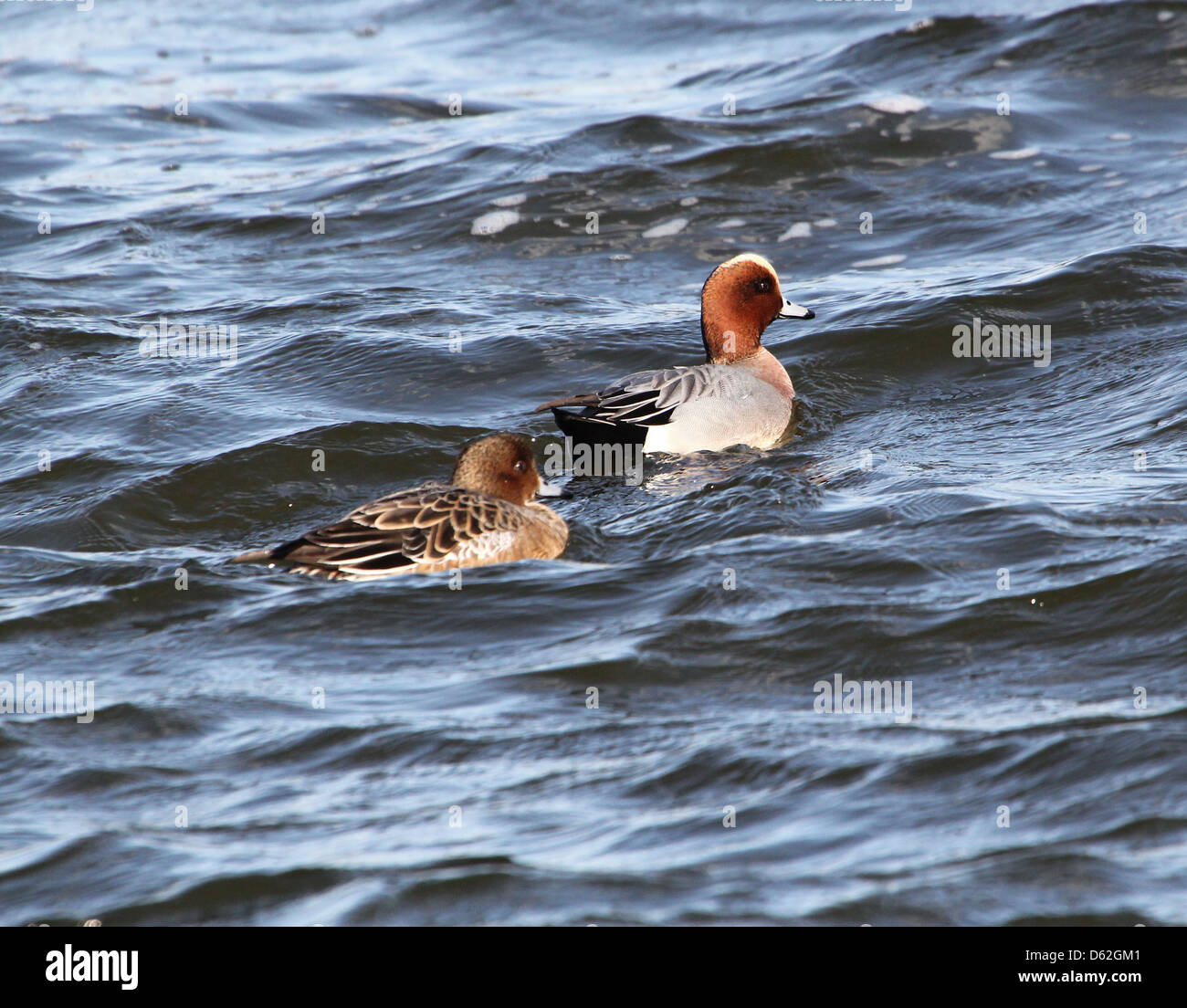 Pair of Eurasian wigeon (Anas penelope) in a wintry setting Stock Photo ...