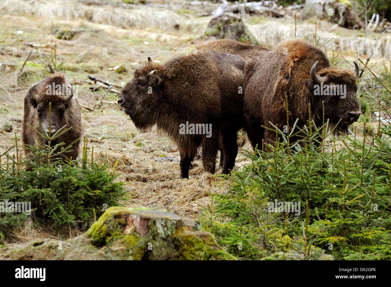 European bison stand in a forest near Bad Berleburg, Germany, 11 April ...