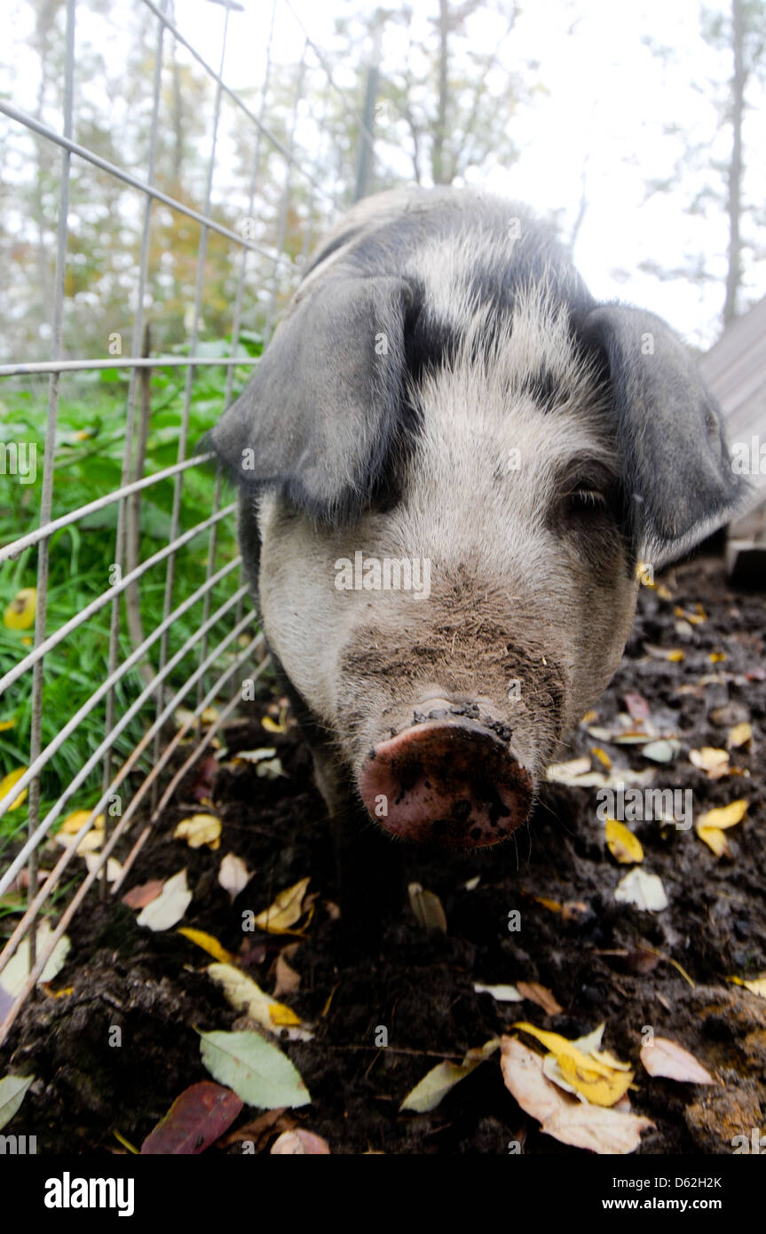 Heritage breed pig in the pen in Upstate New York Stock Photo - Alamy