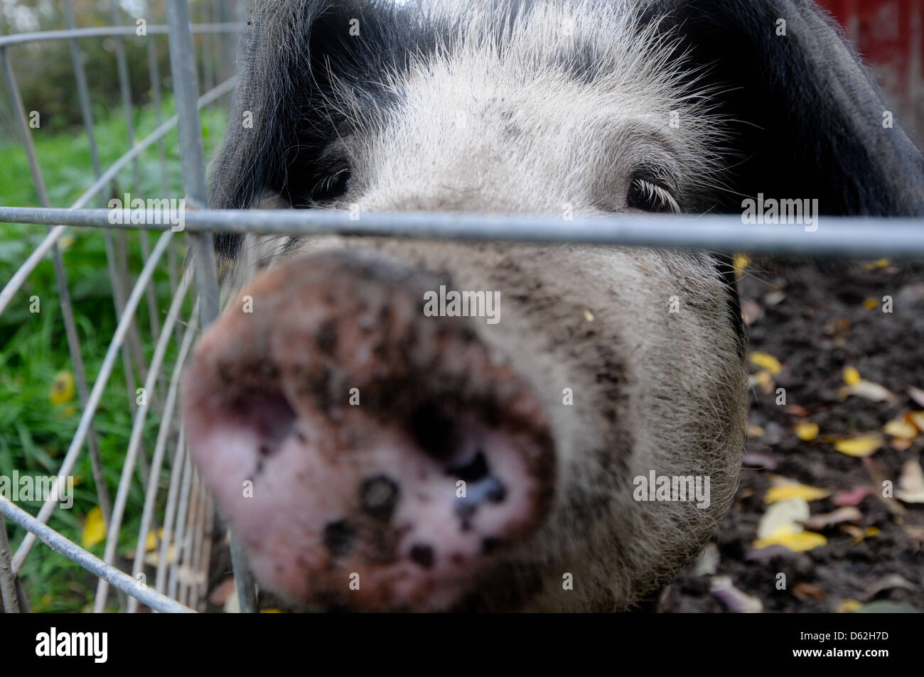 Heritage breed pig in the pen in Upstate New York Stock Photo - Alamy