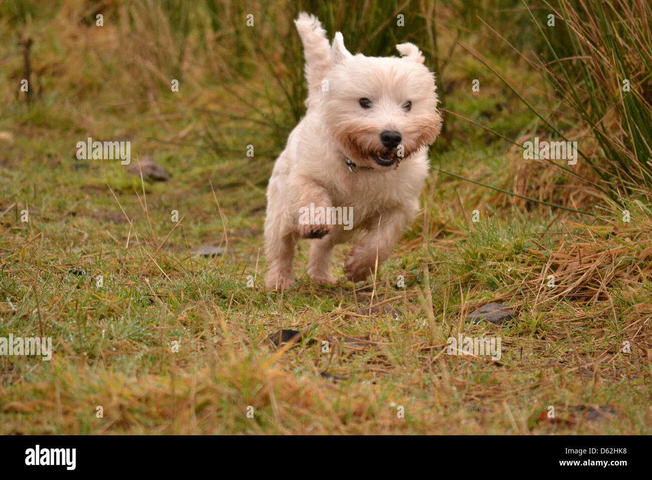 Dog running through grass Stock Photo - Alamy