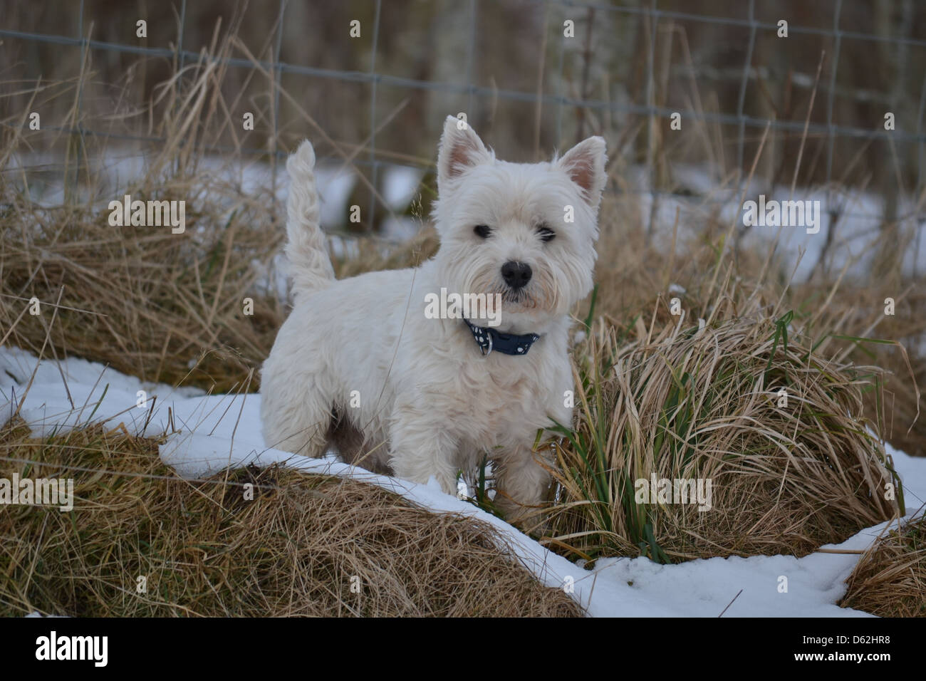 Dog standing in field Stock Photo - Alamy