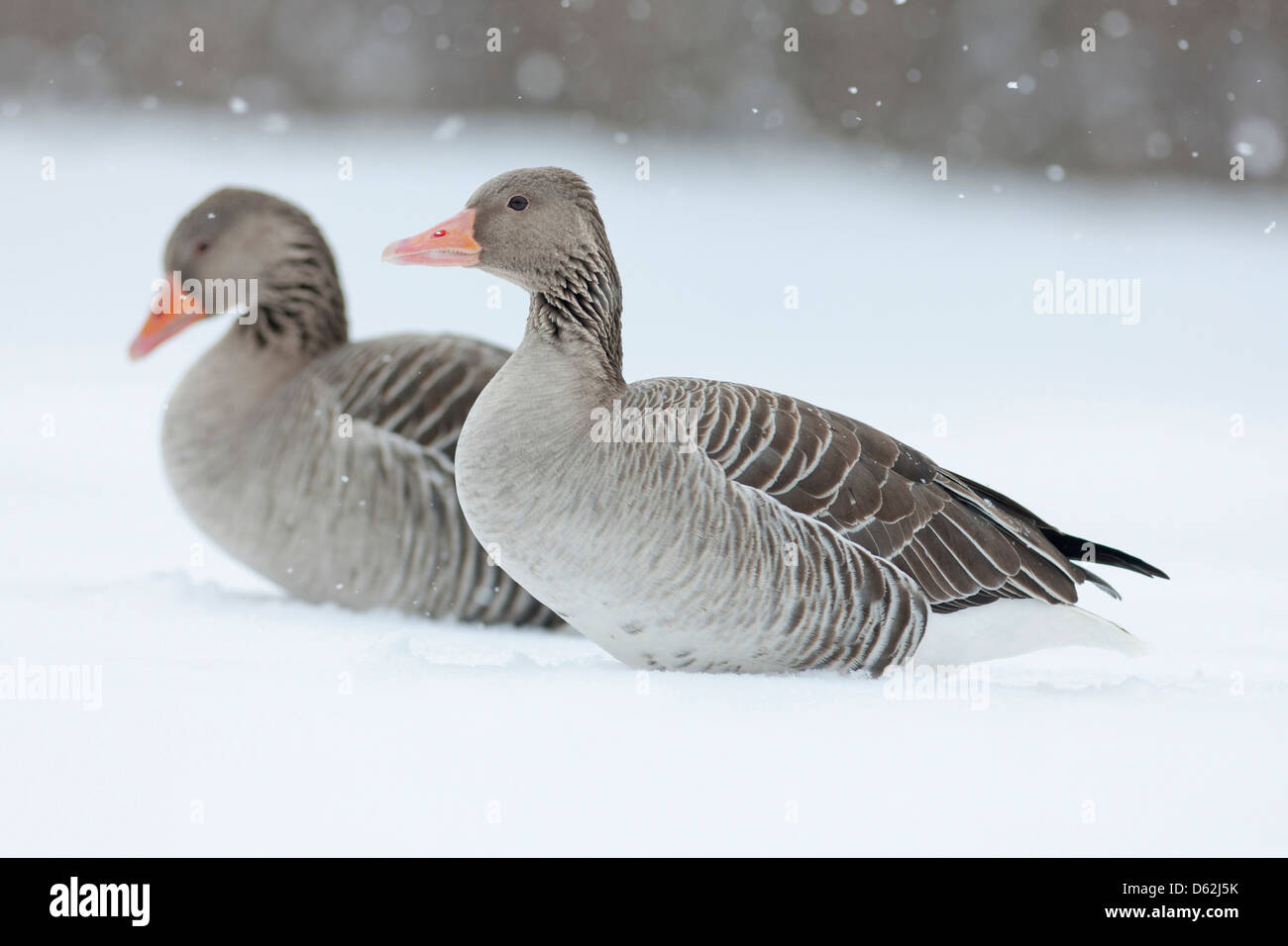Goose step hi-res stock photography and images - Alamy