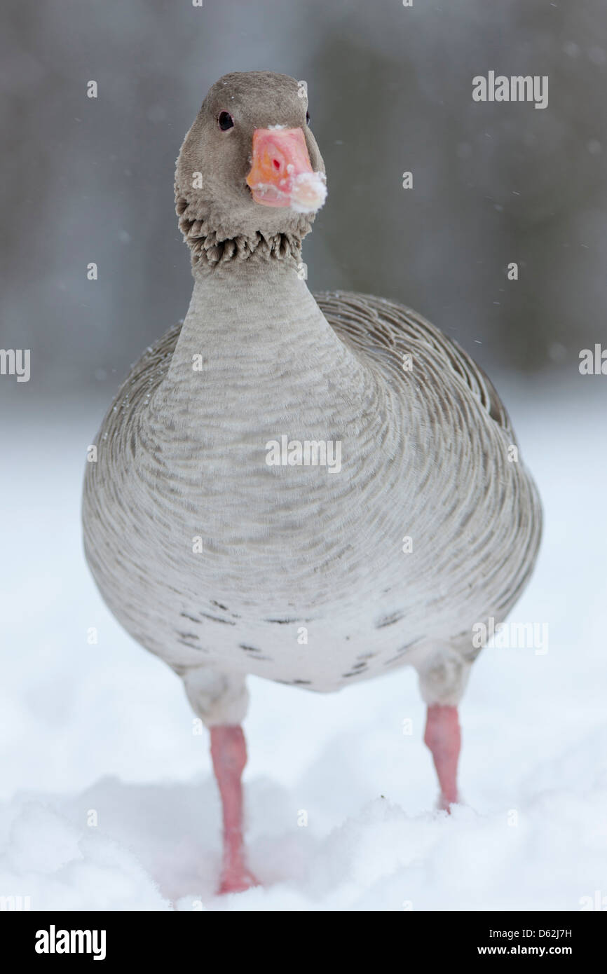Snow goose germany hi-res stock photography and images - Alamy
