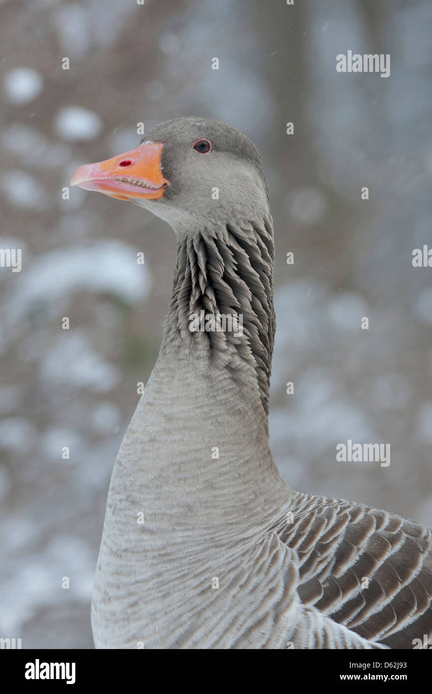 Bavaria, Germany. Graylag Goose (Anser anser) in deep snow Stock Photo ...