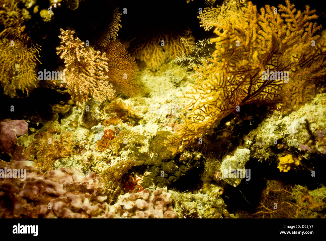 Extinct coral species hi-res stock photography and images - Alamy