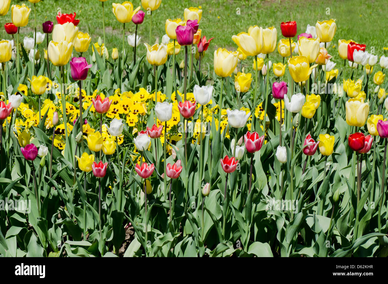 Beautiful spring flowers Stock Photo - Alamy