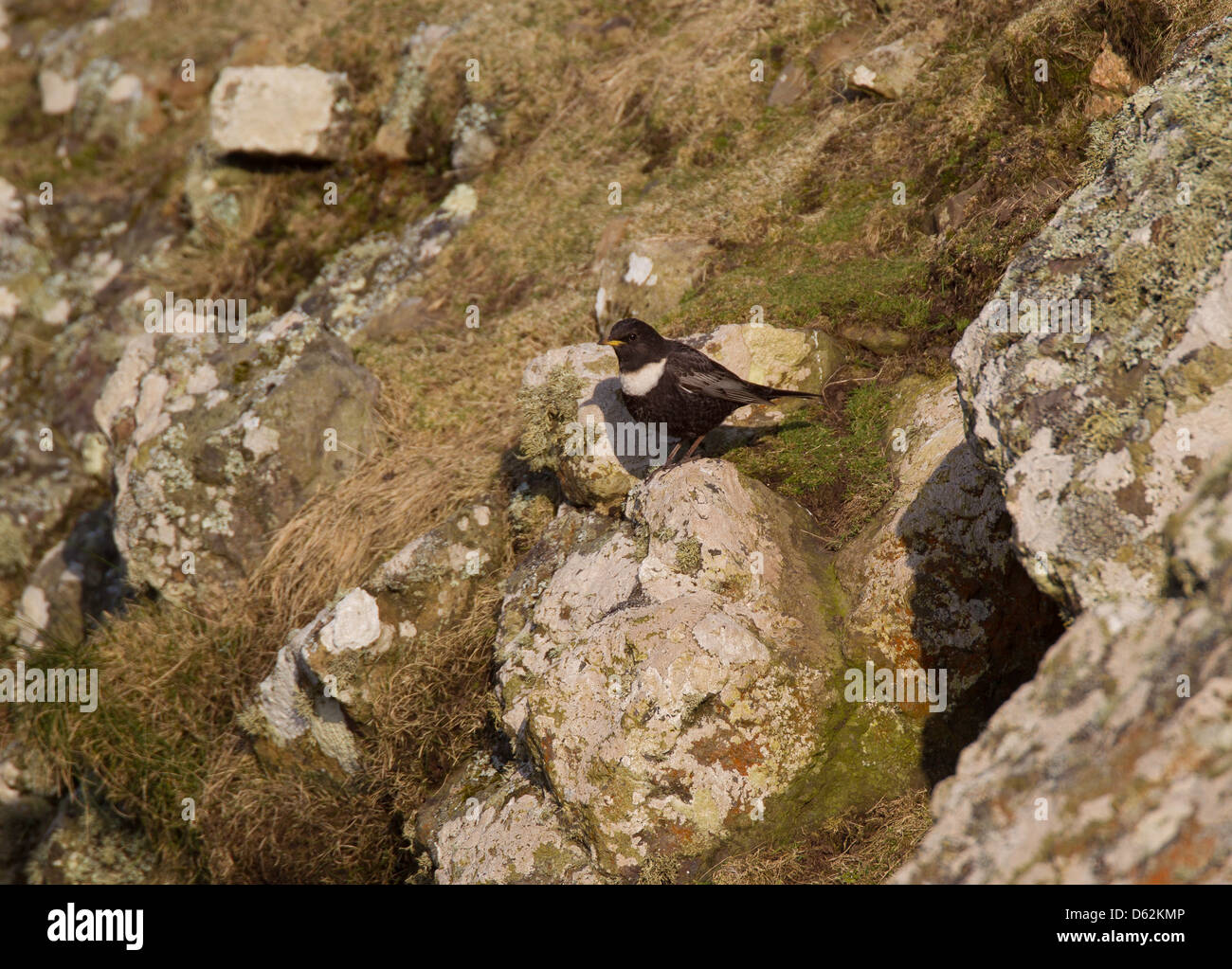 Ring ouzel wales hi-res stock photography and images - Alamy