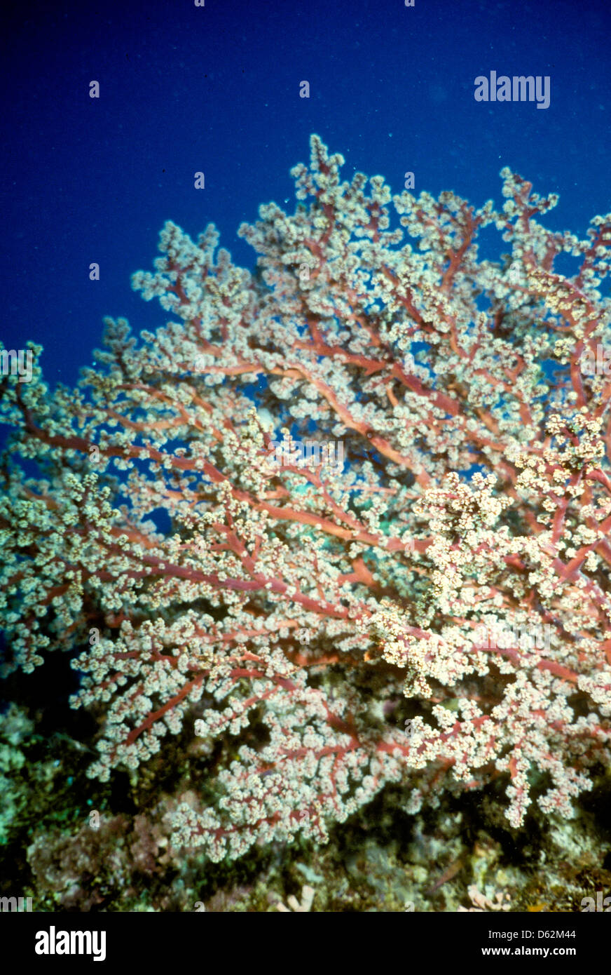 Tree Like Corals High Resolution Stock Photography and Images - Alamy