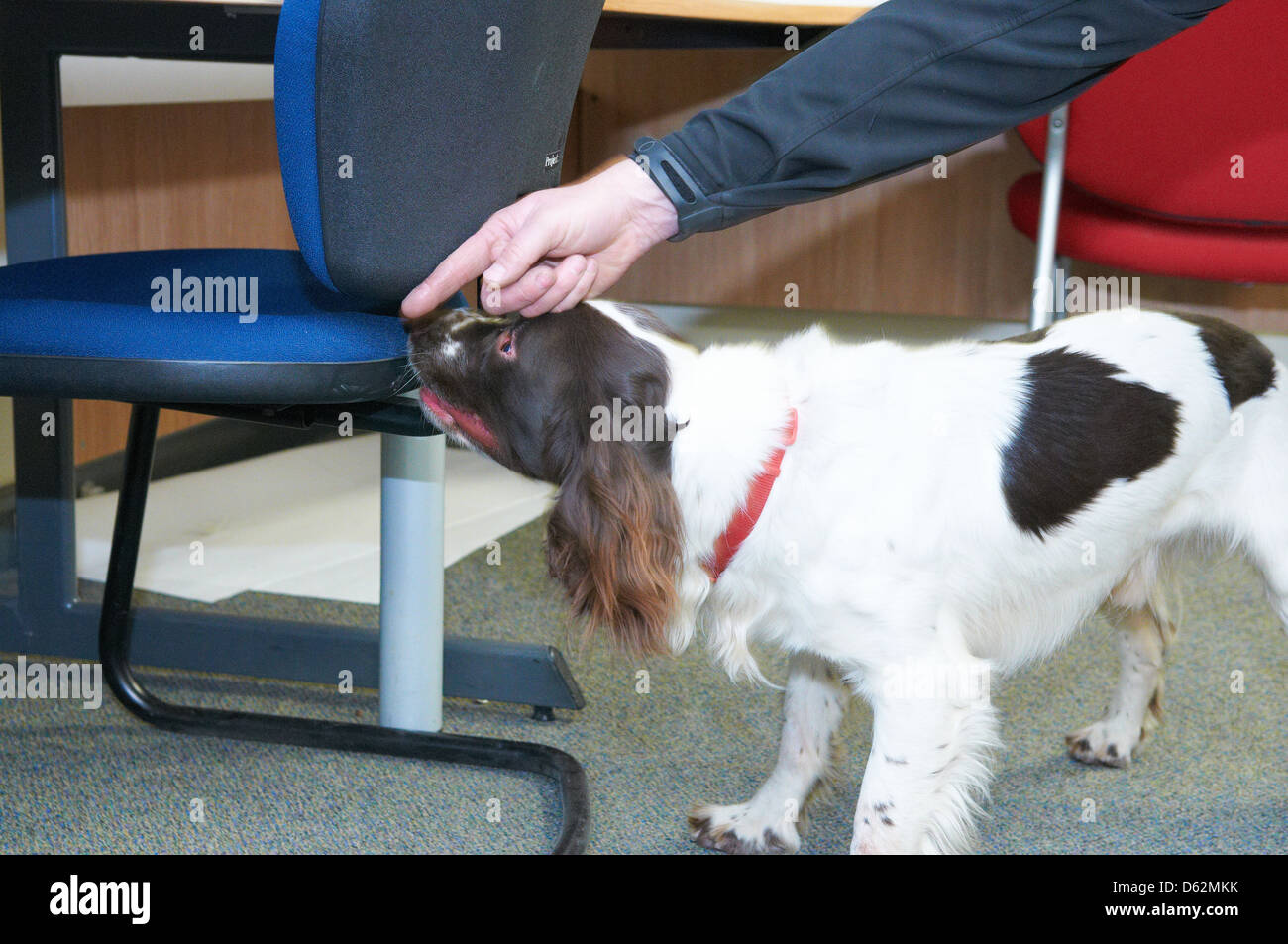 Drug detector dog hi-res stock photography and images - Alamy