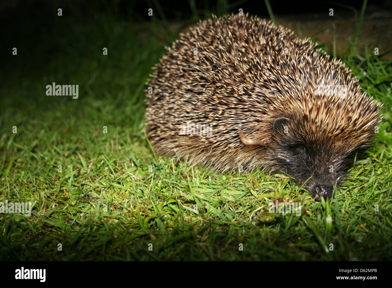 Wild hedgehog with a little slug riding on its back Stock Photo - Alamy
