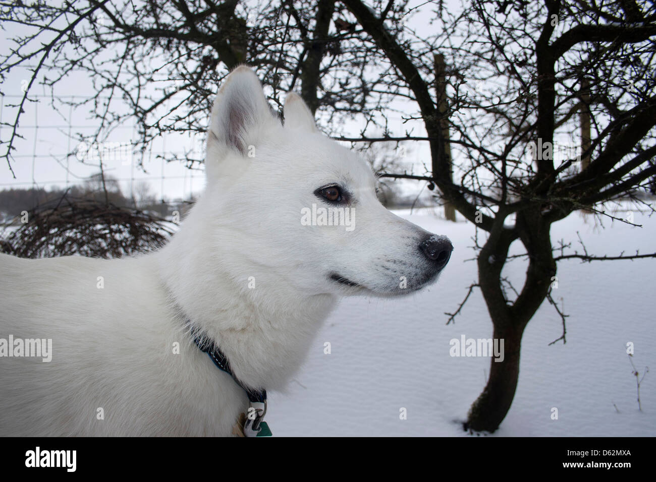 A Siberian husky dog exploring with snow on his nose Stock Photo - Alamy