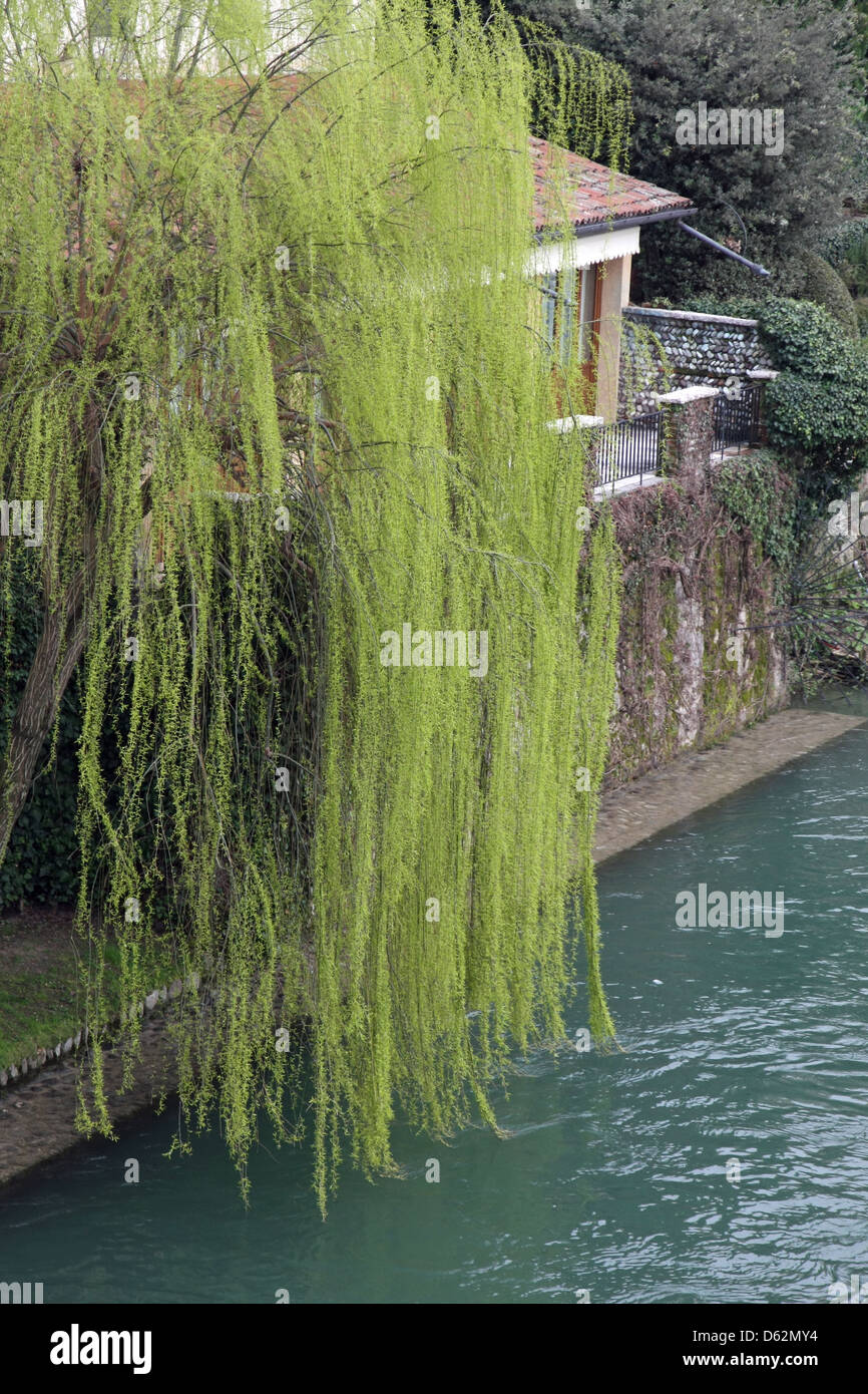 lush green weeping willow with branches that touch the river Stock ...