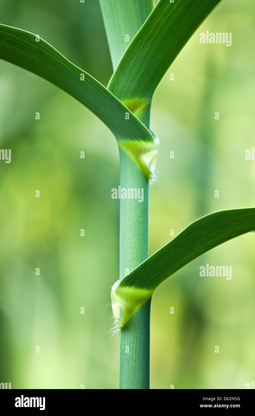 Cane shoots hi-res stock photography and images - Alamy