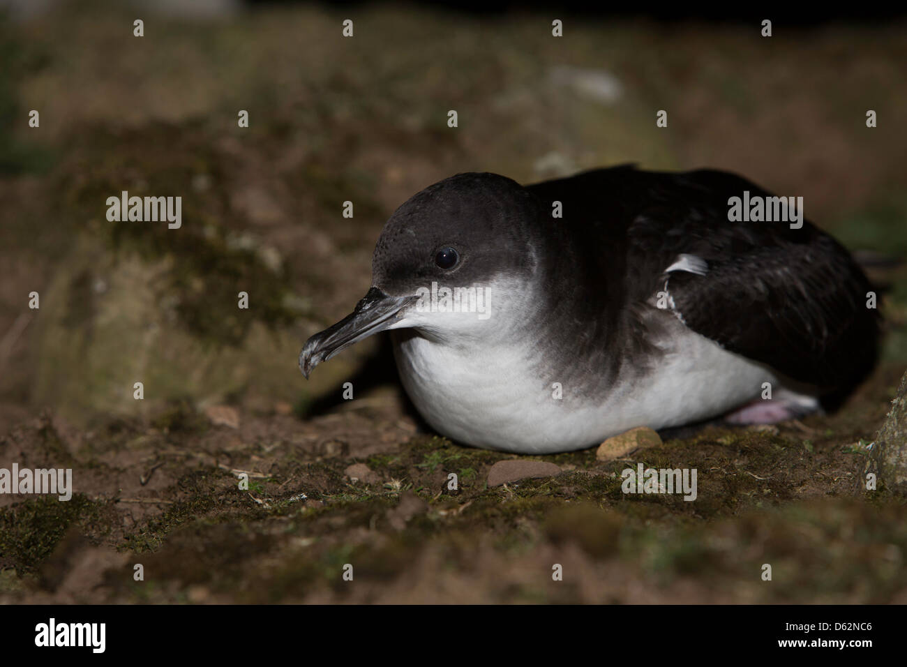 puffinus puffinus - Manx Shearwater at rest on land Stock Photo - Alamy