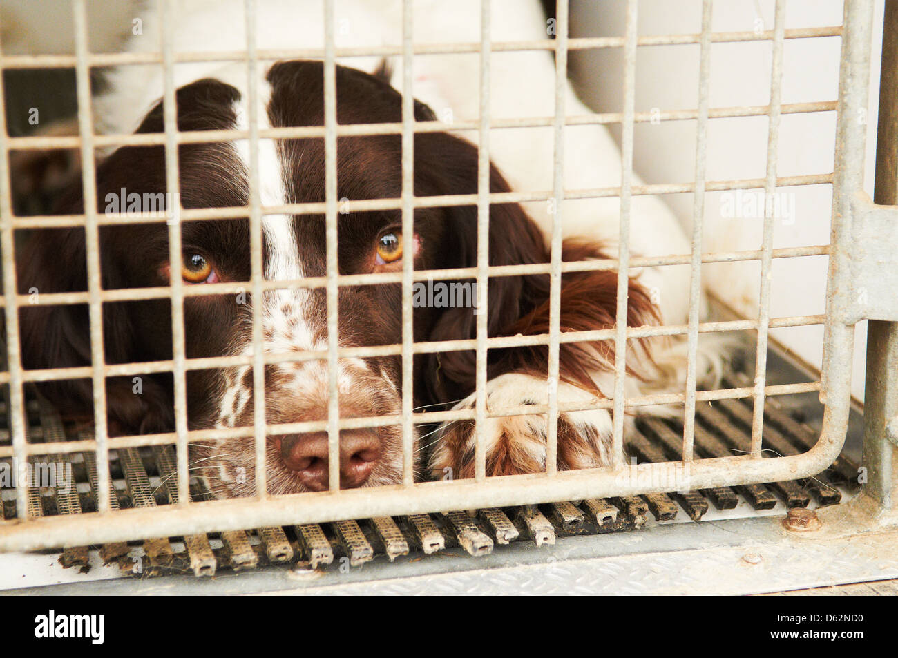 A Springer Spaniel used as a drug search dog by a police force Stock ...