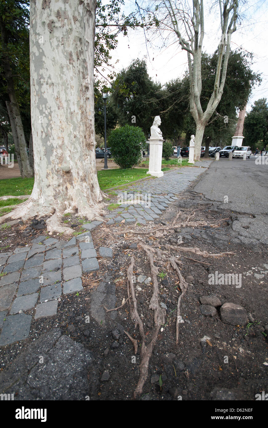 Tree roots exposed and breaking up the surface of a road Stock Photo ...