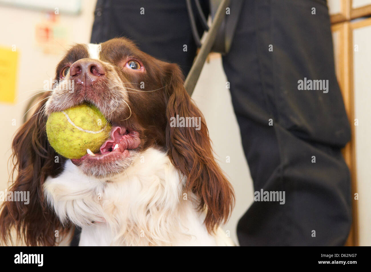 Drug detector dog hi-res stock photography and images - Alamy
