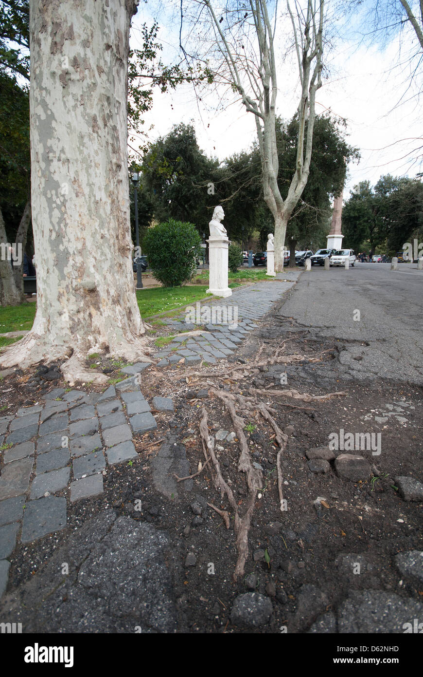 Tree roots pavement hi-res stock photography and images - Alamy